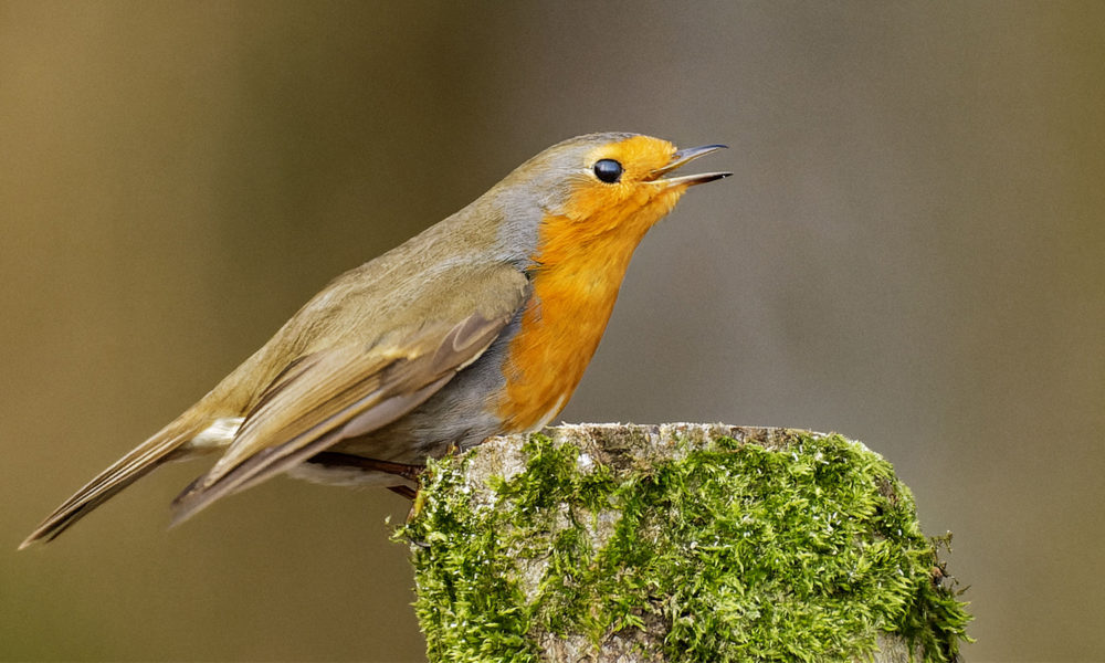 Rotkehlchen - Vogel des Jahres 2021 - d-pixx